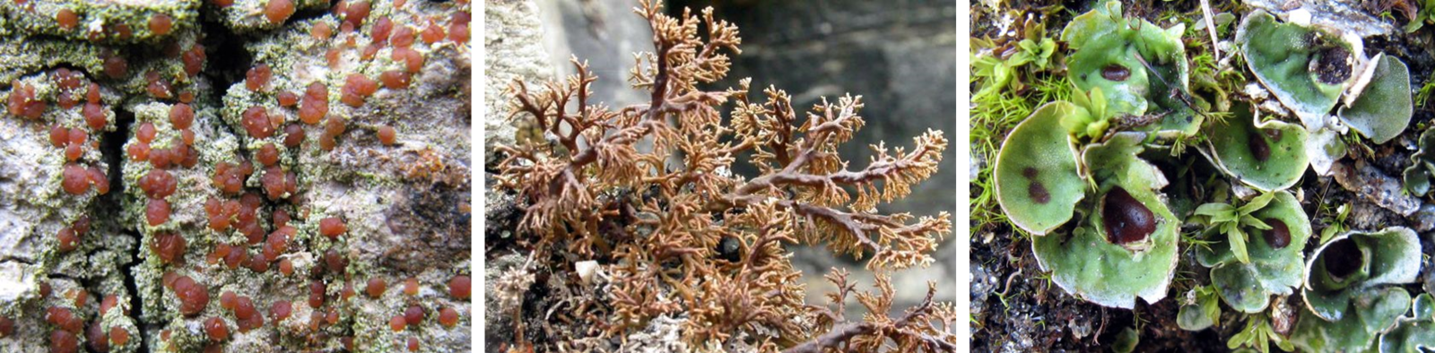Flechten – Biodivers