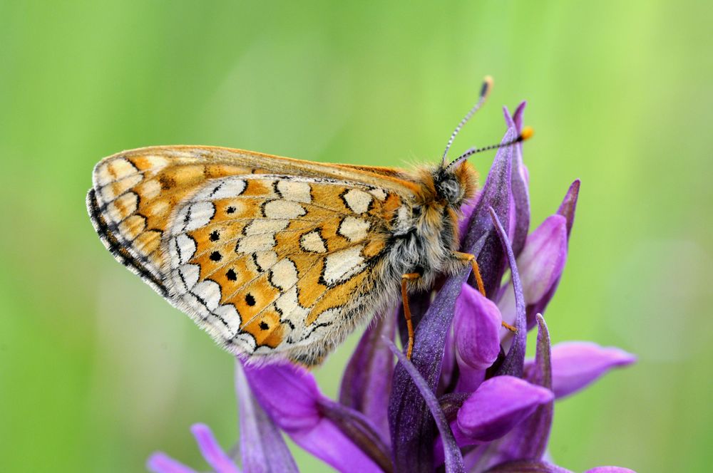 Papillons diurnes — Biodivers