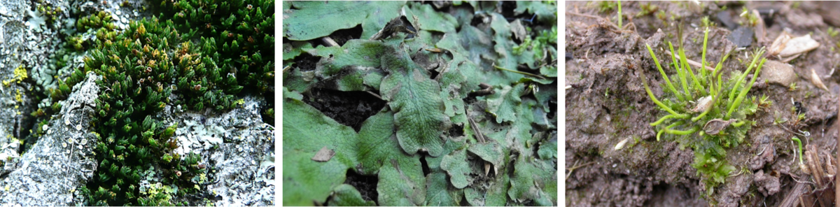 Mousses — Biodivers